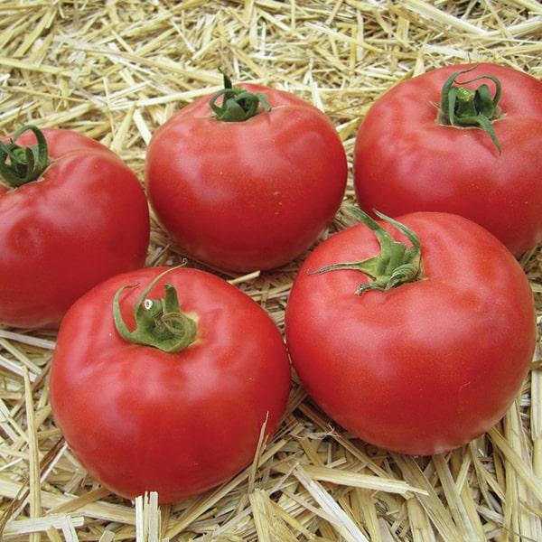 Насіння томата Афен F1/Aphen F1 250 насіння (Clause), ціна: 1748 ...