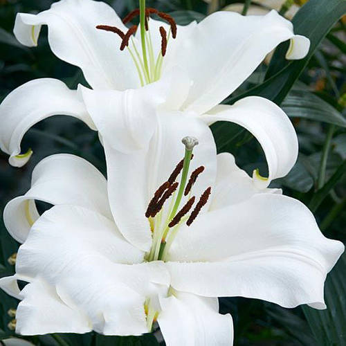 Лилия Monte Bianco (ID#1523193969), цена: 42.99 ₴, купить на Prom.ua