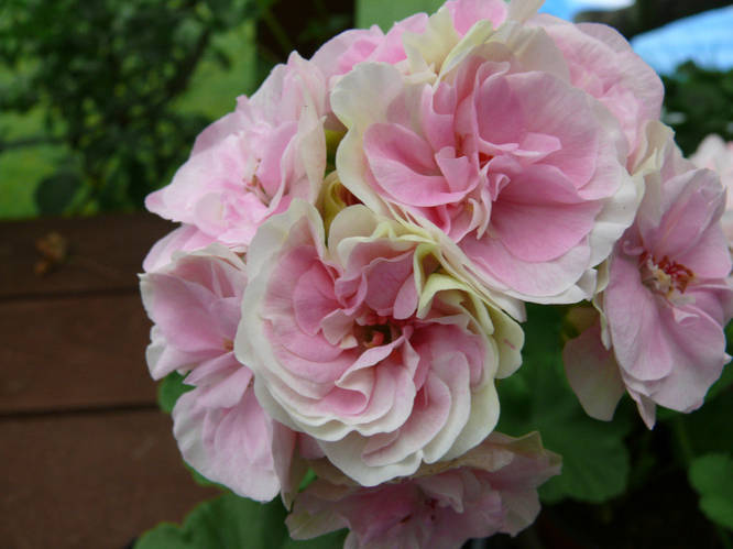 Купить (28) MD-Somnul Dulce, цена 600 ₴ — Prom.ua (ID#1523203633)