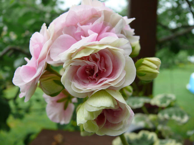 Купить (28) MD-Somnul Dulce, цена 600 ₴ — Prom.ua (ID#1523203633)