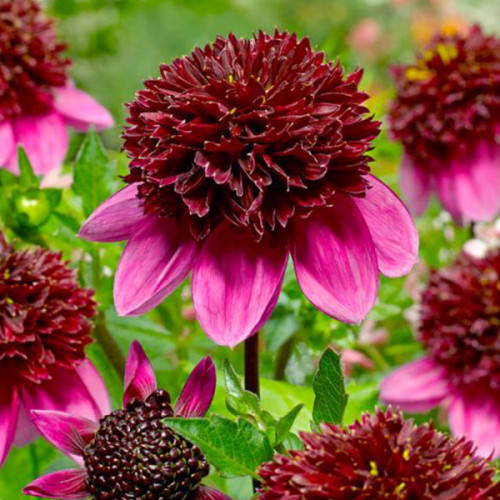 Купить Клубень Георгина анемоновидная Poodle Skirt, цена 146 грн — Prom ...