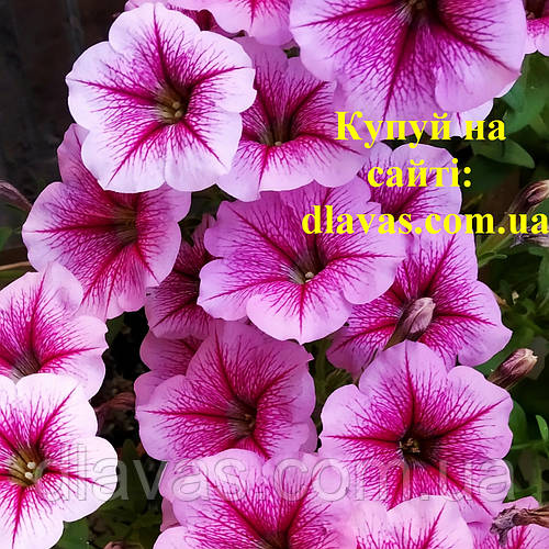 Купити Петунія ампельна Opera Supreme Raspberry Ice горщик 0,3 л, ціна ...