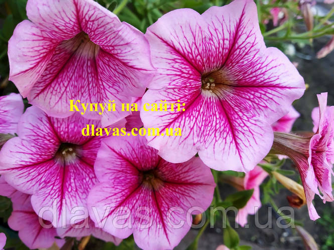 Купить Петуния ампельная Opera Supreme Raspberry Ice горшок 0,3 л, цена ...