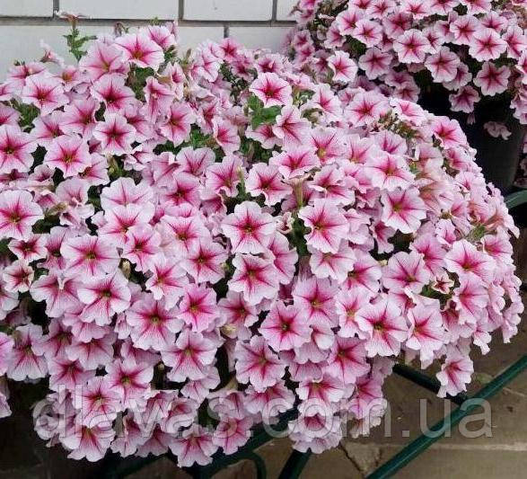 Купить Петуния ампельная Opera Supreme Raspberry Ice горшок 0,3 л, цена ...