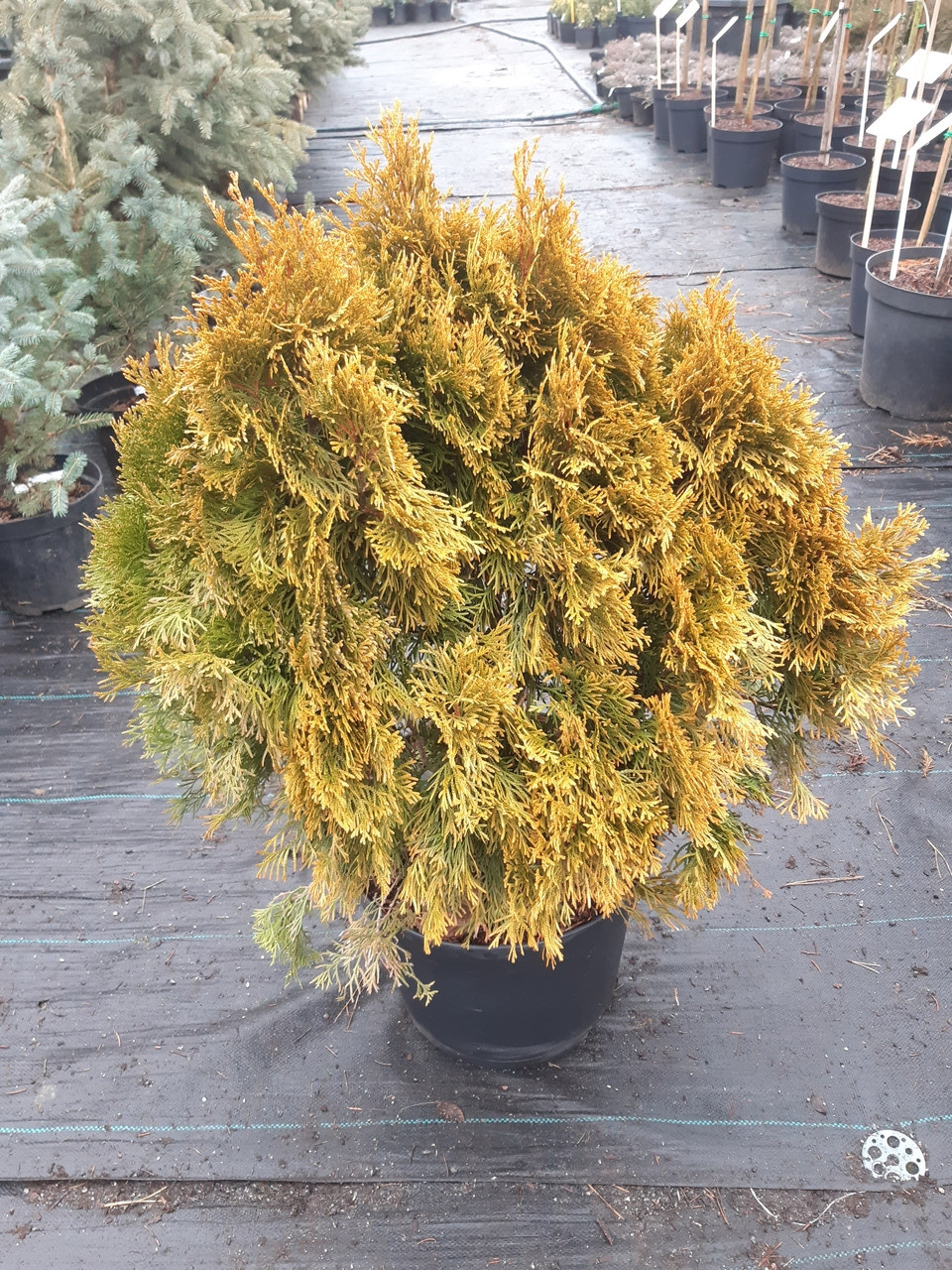 Туя Західна Голден Смарагд / Thuja Occidentalis Golden Smaragd С10 / Н ...