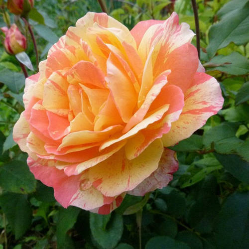 Саженцы чайно-гибридной розы Марвел (Rose Marvelle), цена: 130 ...