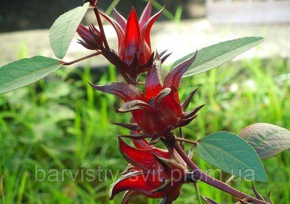 Семена чая каркаде (Суданская Роза) гибискус "Сабдарифа" Hibiscus ...