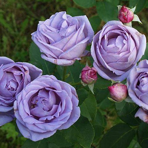 Саженцы плетистой розы Индиголетта (Rose Indigoletta) (ID#981694569 ...