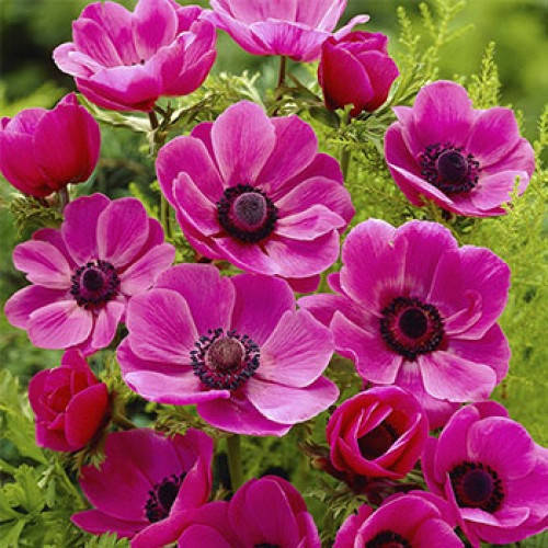 Купить Луковицы анемона Sylphide, 5 луковиц, цена 34 грн — Prom.ua (ID ...