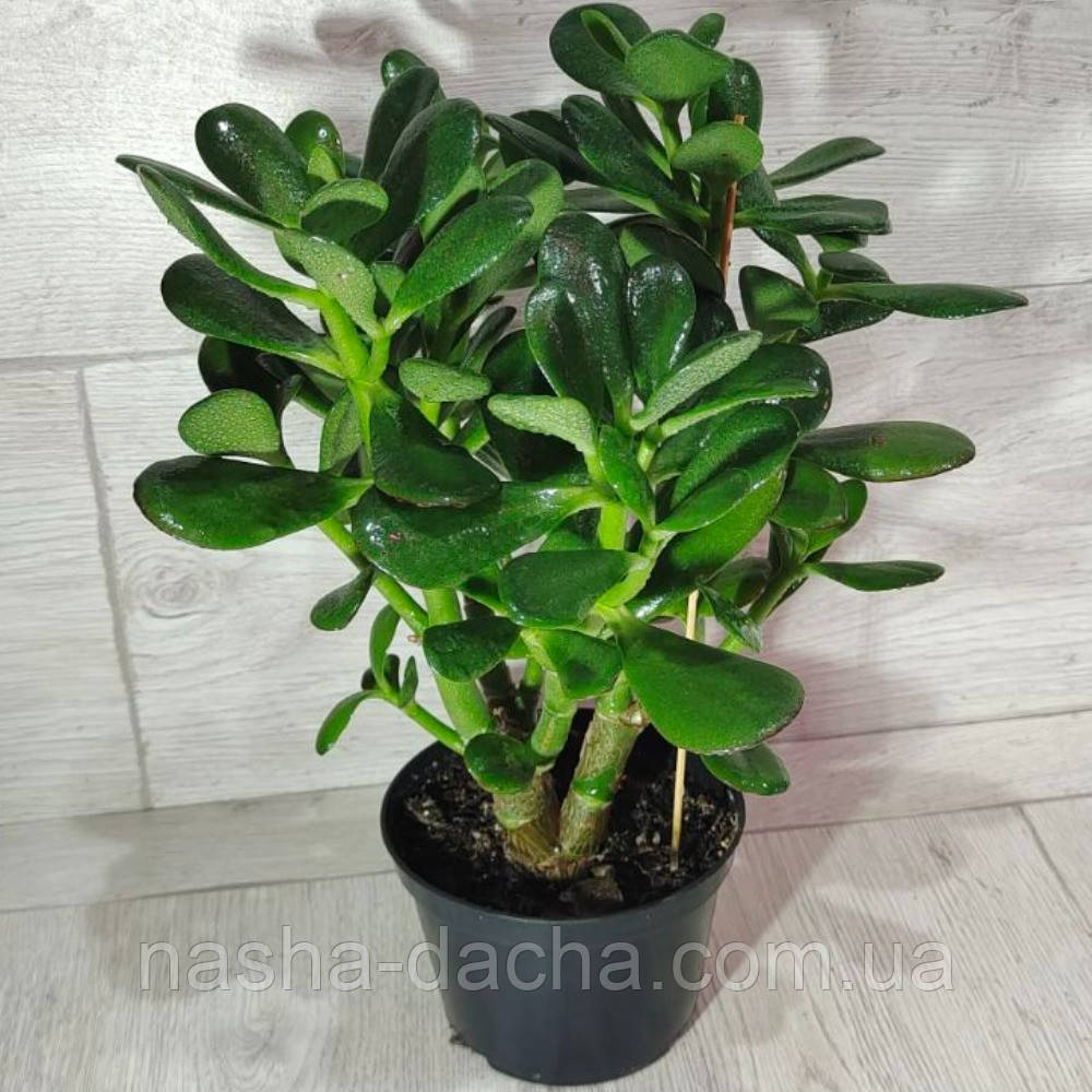 Купить Денежное дерево -Толстянка, цена 140 грн — Prom.ua (ID#1552838843)