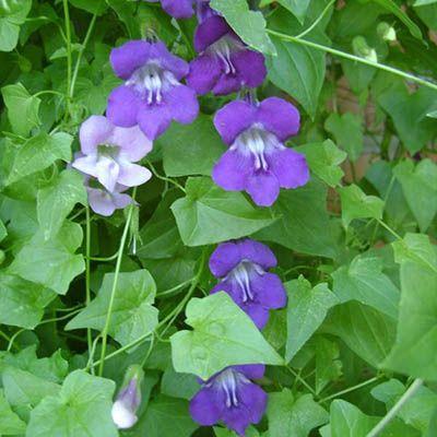 Азаріна в Києві від компанії "AGROSEL".