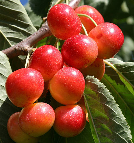 Черешня "Аеліта", ціна 139 грн — Prom.ua (ID#1287017484)