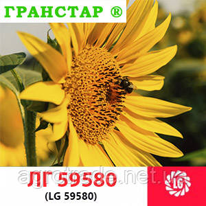 ЛГ 59580 Limagrain (под Гранстар), семена подсолнечника LG 59580 ...