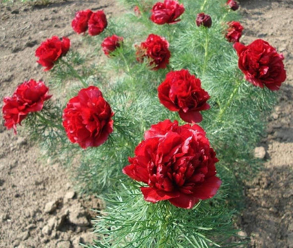 Rubra Plena (Рубра Плена).Пион травянистый.Корневище пиона.Саженец ...