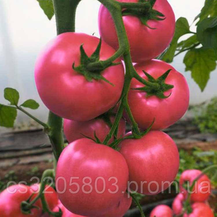 Томат Сиберите 916 F1 / Siberite 916 F1 100 Семян, Индетерминантный ...