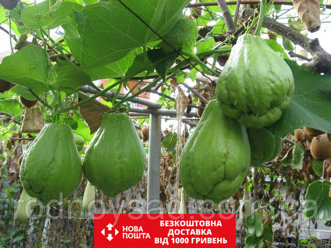 Купить Чайот мексиканский огурец плод с семенем (2 шт) (Sechium edule ...