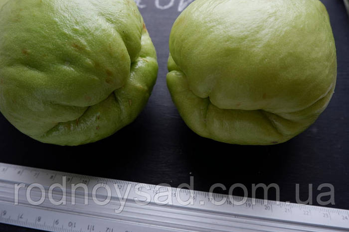 Купить Чайот мексиканский огурец плод с семенем (2 шт) (Sechium edule ...