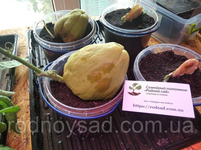 Купить Чайот мексиканский огурец плод с семенем (2 шт) (Sechium edule ...