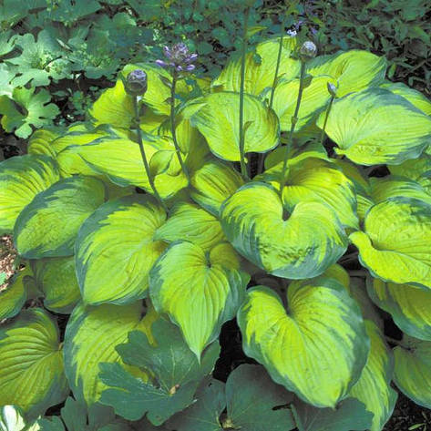 Хоста Old Glory 1 рік, Хоста Олд Глорі, Hosta Old Glory: продаж, ціна у ...