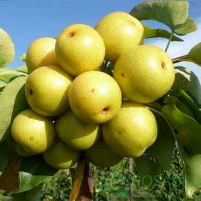 Саджанці груші ПІНГОЛІ осіннього терміну дозрівання (дворічний), ціна ...