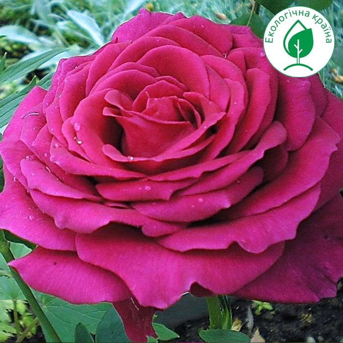 ТРОЯНДА BIG PURPLE ВКС, ціна 95 грн — Prom.ua (ID#1583636655)