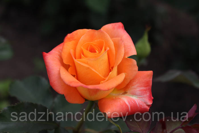 Саженцы роз Миракл (Miracle), цена 85 грн — Prom.ua (ID#769278080)