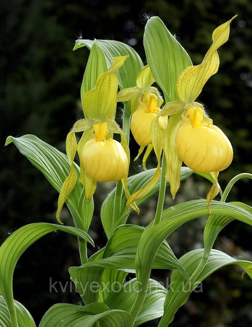 Орхідея садова "Yellow". Циприпедиум "Yellow". Cypripedium parviflorum ...