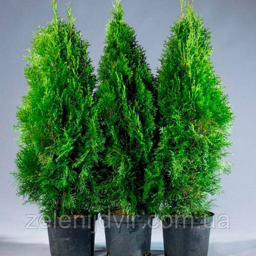 Туя Smaragd 30 см / Туя западная Смарагд 30 см / Thuja occidentalis ...