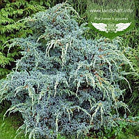 Juniperus Chinensis 'Blue Alps', Ялівець Китайський 'Блу Альпс',C2 ...