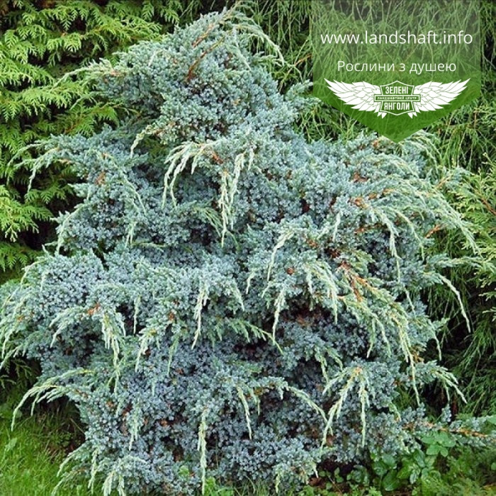 Juniperus Chinensis 'Blue Alps', Ялівець Китайський 'Блу Альпс',C2 ...