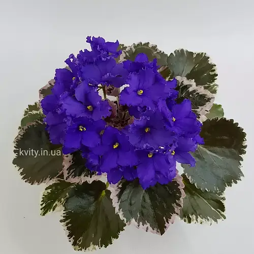 Купить Фиалка Optimara Modesty (Holtkamp) вкорінений лист, цена 45 грн ...