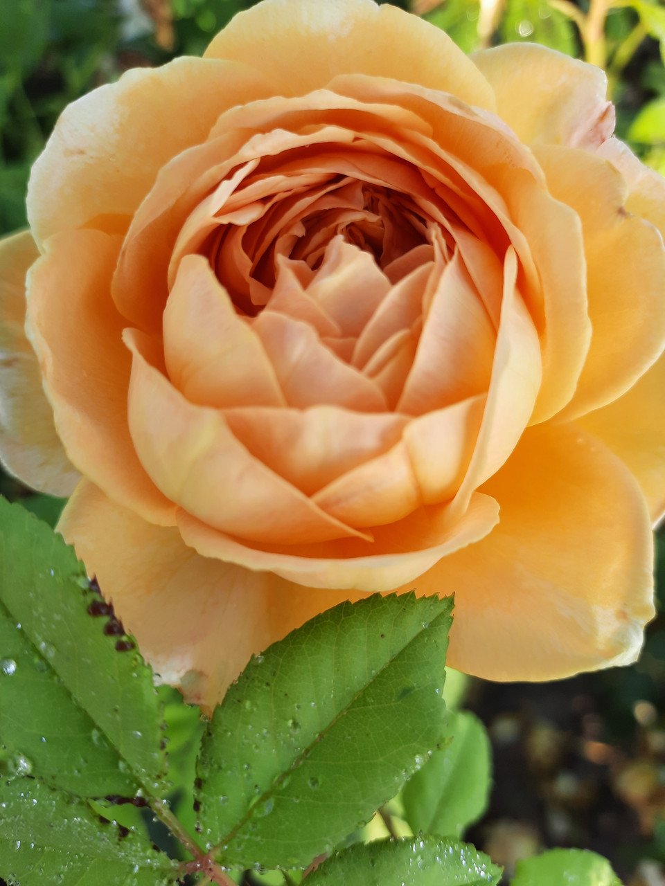 Саженцы Плетистой Розы Голден Селебрейшн — в Категории "Рассада и ...