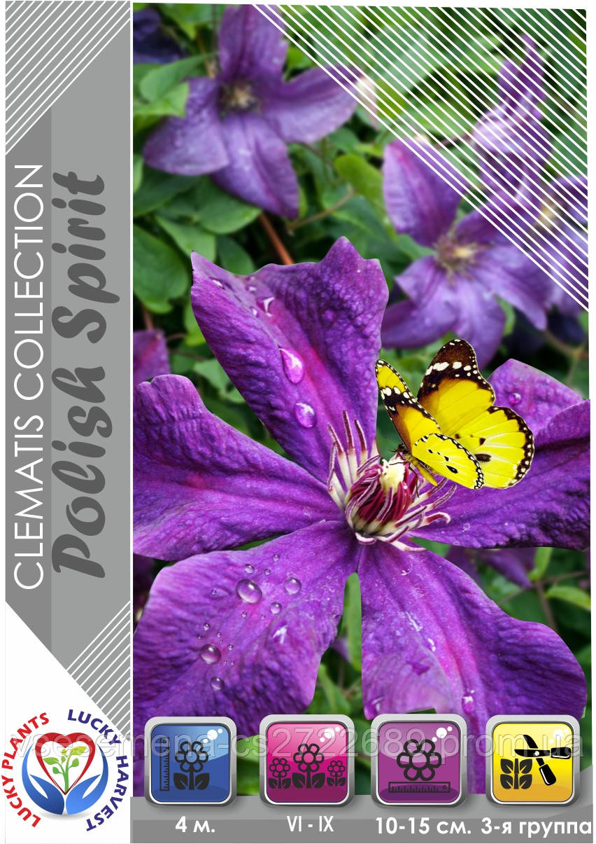 Клематис Витицелла Polish Spirit (Полиш Спирит) ТМ LUCKY HARVEST ...