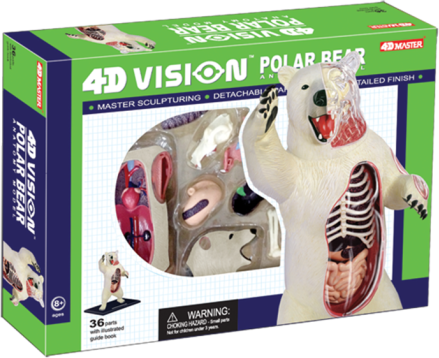 Купити 4D Master Об'ємна анатомічна модель 4D Master "Білий ведмідь ...