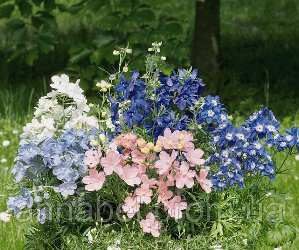 Дельфиниум китайский Саммер колорс / Delphinium chinensis Summer Colors ...