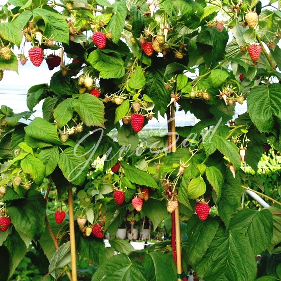 Малиновое Дерево "Богатырь" (средний Сорт) — в Категории "Семена ...