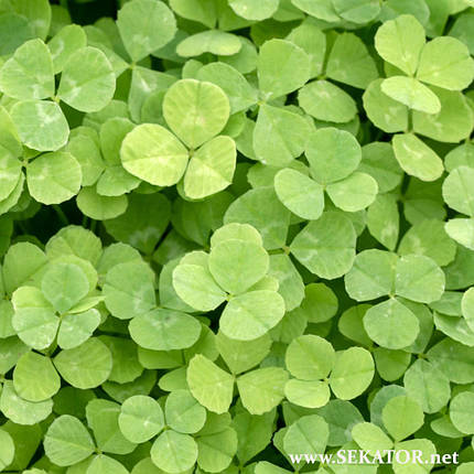 Мікроконюшина DLF Trifolium Pipolina/ Тріфоліум Піполіна (Данія ...