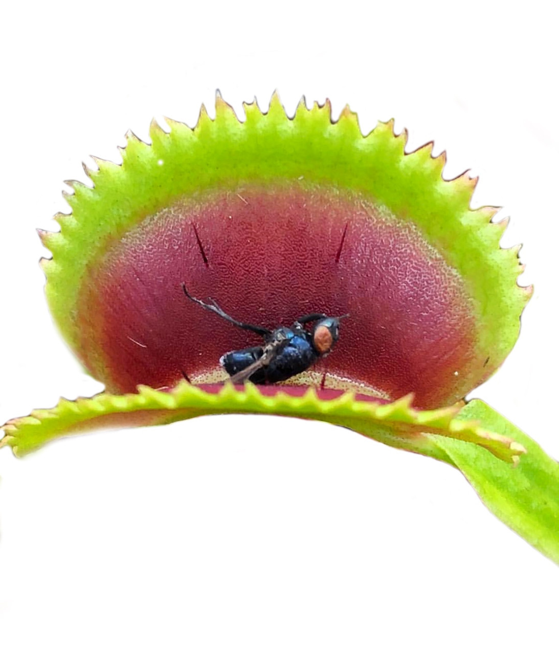 Купить Растение Хищник Венерина мухоловка Дентана L AlienPlants Dionaea ...