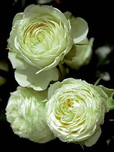 Роза LEMON ROKOKO (ЛЕМОН РОКОКО) Tantau Германия, 2016 Шраб, цена 160 ...