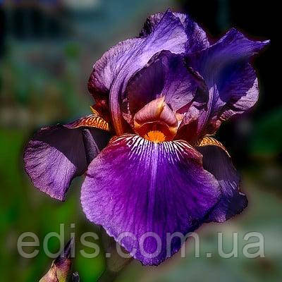 Купить Ирис высокий бородатый Nightfall (Найтфолл) в Хмельницком от ...