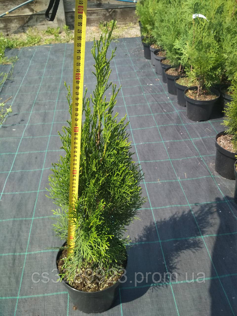 Купить Туя западная Смарагд 50-60 см (контейнер 3 л), цена 200 грн ...