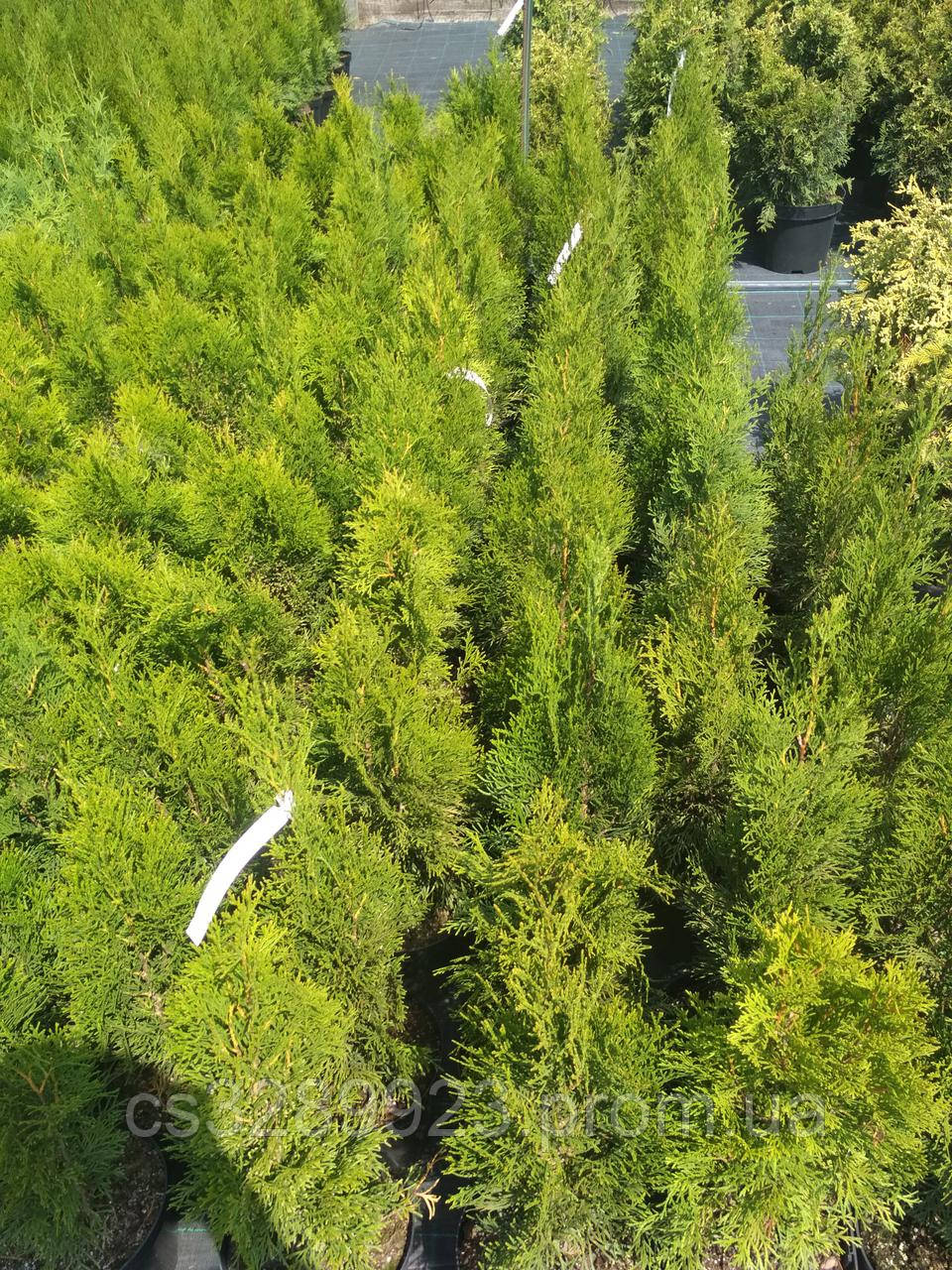 Купить Туя западная Смарагд 50-60 см (контейнер 3 л), цена 200 грн ...