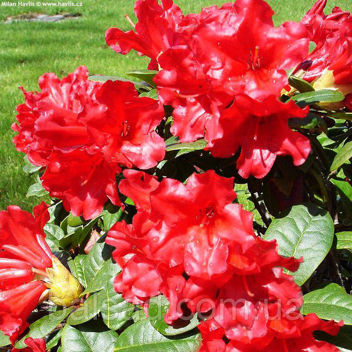 Рододендрон Скарлет Вондер / С5 / Rhododendron Scarlet Wonder: продажа ...