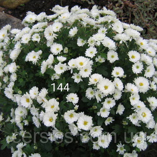 Купить Хризантема мультифлора Белая ромашка, Chrysanthemum, цена 45 грн ...