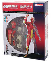 Об'ємна анатомічна модель М'язи і скелет людини 4D Muscle Хіт продажу ...