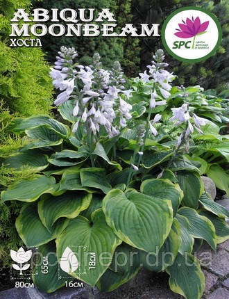 Хоста Abiqua Moonbeam (ID#1651919667), цена: 100 ₴, купить на Prom.ua