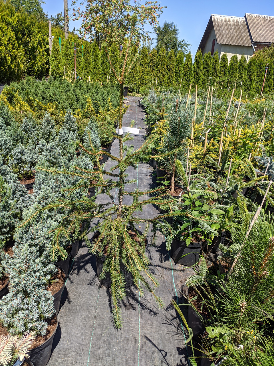 Picea Abies Annonen Veepen C-10 — Купить Недорого на Bigl.ua (1457552354)