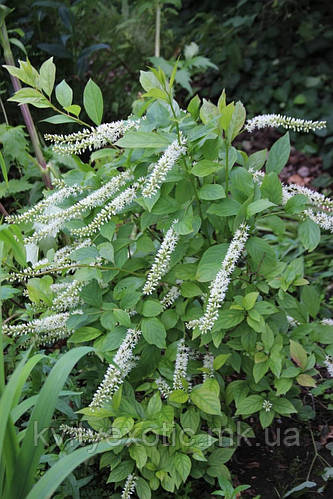 Итея віргінська "Merlot". Itea virginica "Merlot"., ціна 255 грн — Prom ...