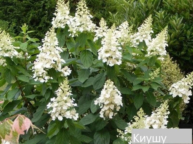 Купить Гортензия метельчатая "Kyushu", цена 130 ₴ — Prom.ua (ID#1659483028)