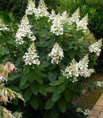 Купить Гортензия метельчатая "Kyushu", цена 130 ₴ — Prom.ua (ID#1659483028)